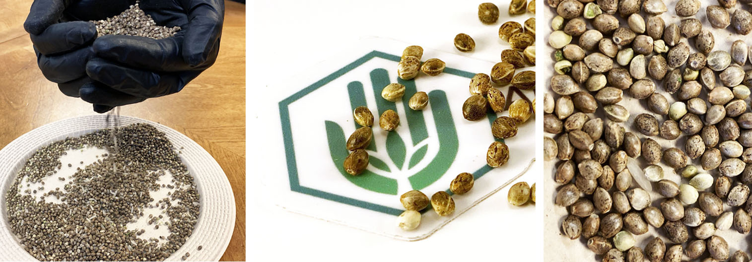 The Seed – Ambary Gardens